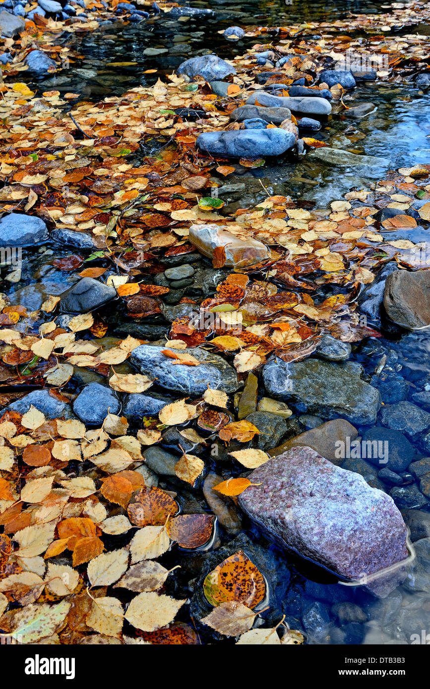 Leaves in the brook hi-res stock photography and images - Alamy