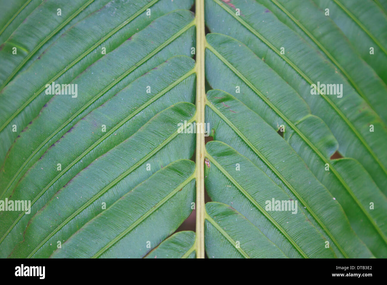 Fern leaf texture hi-res stock photography and images - Alamy