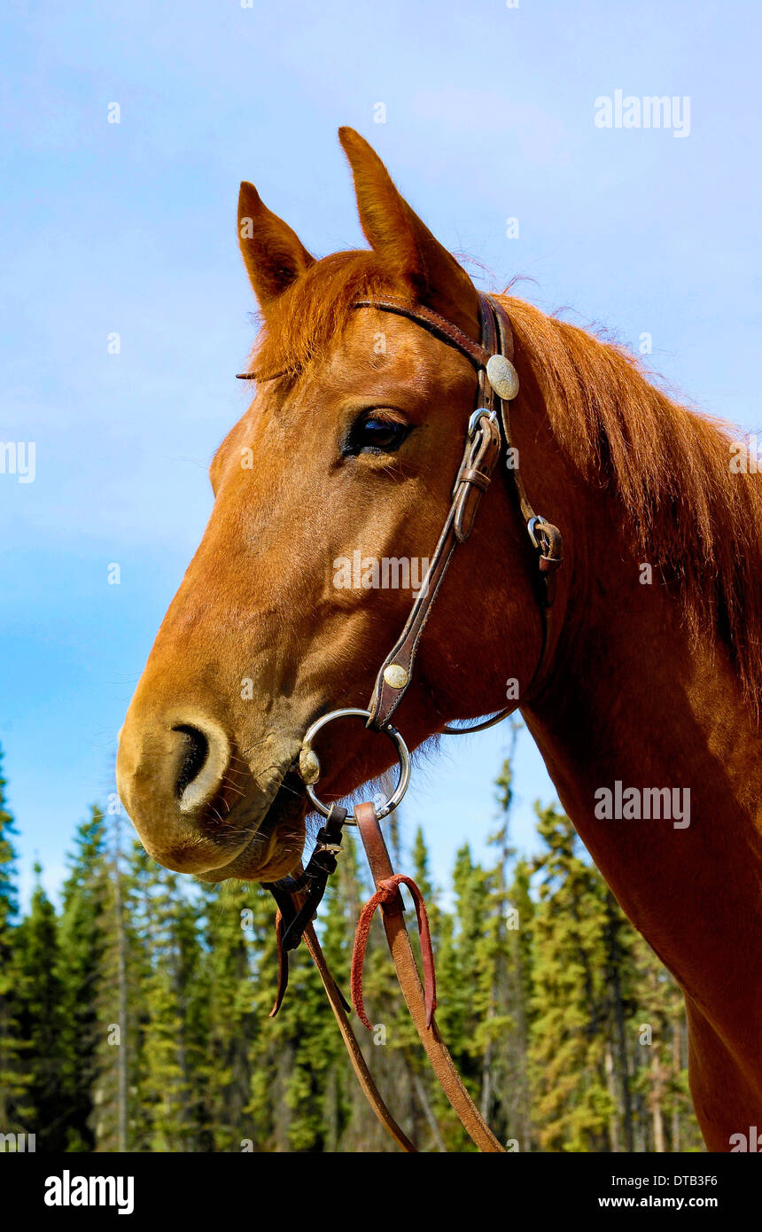 Horse head side view hi-res stock photography and images - Alamy