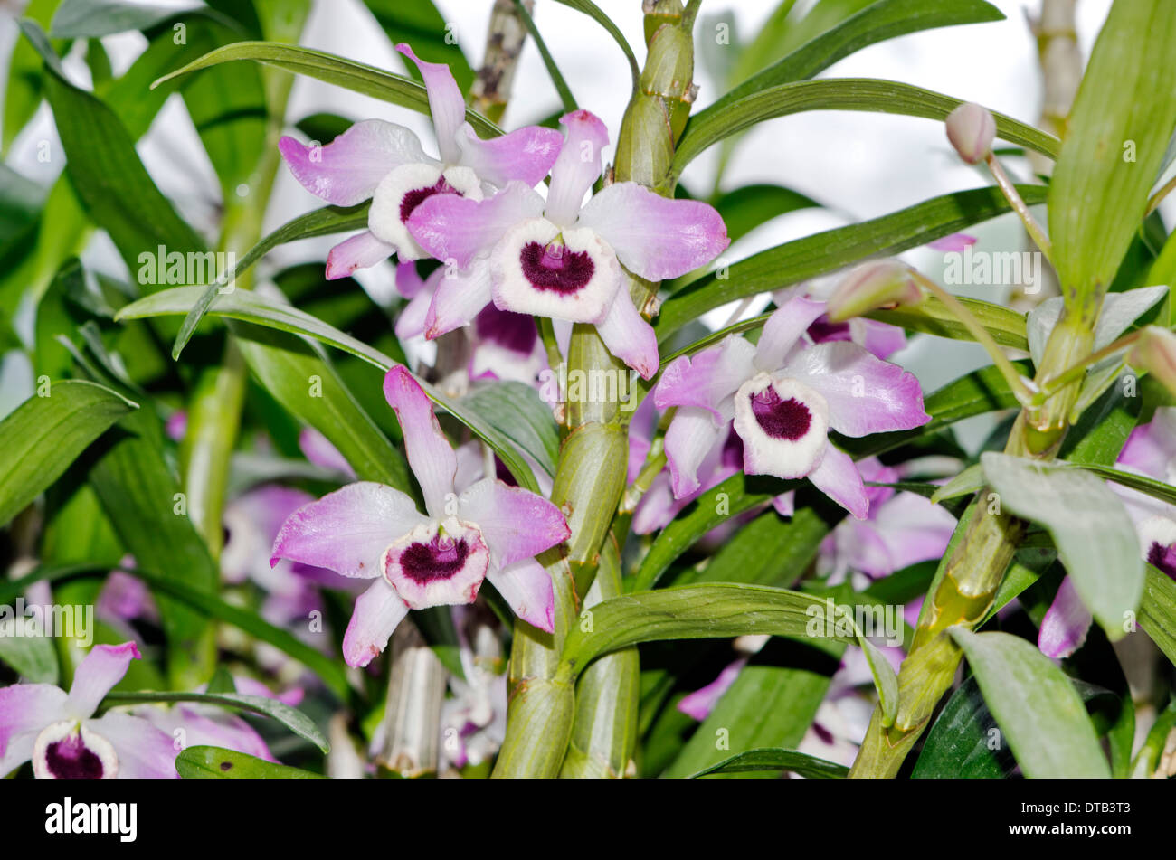 Fuschia High Resolution Stock Photography and Images - Alamy