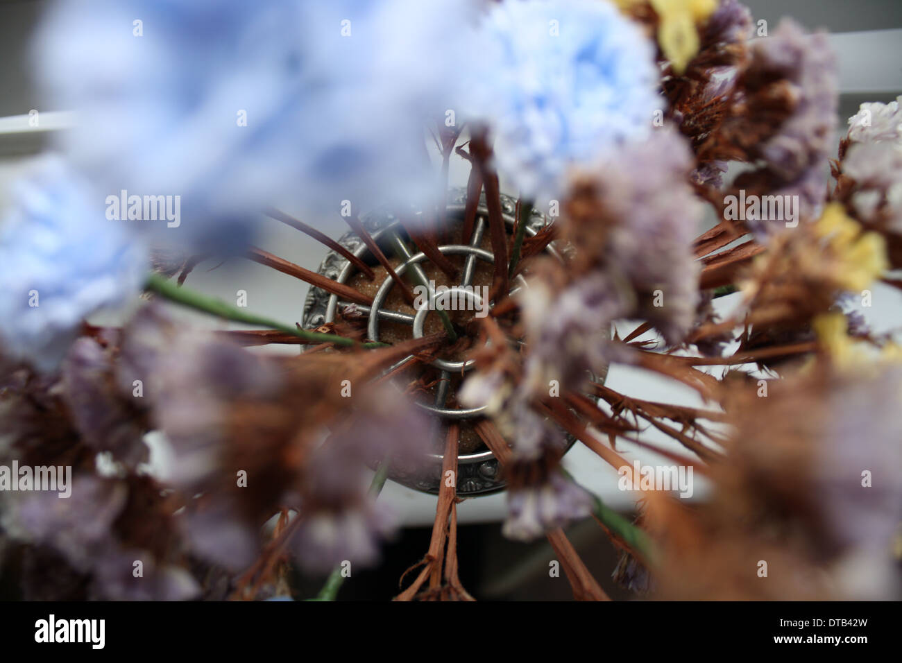 Short depth of field flower hi-res stock photography and images - Alamy