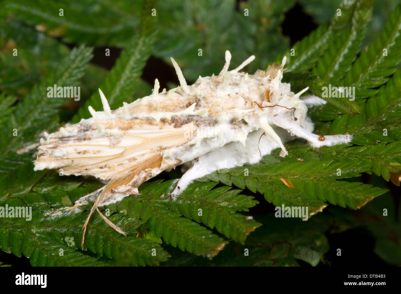 Cordyceps fungus infecting a moth in the rainforest understory, Ecuador ...