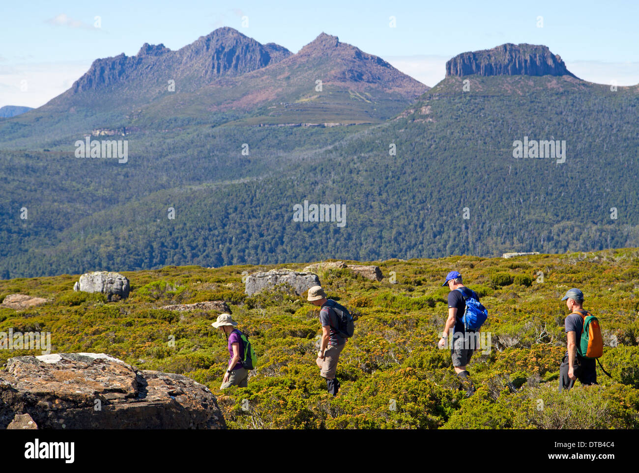 Hikers on the slopesof Mt Pelion West with a view to Mt Ossa, Tasmania ...