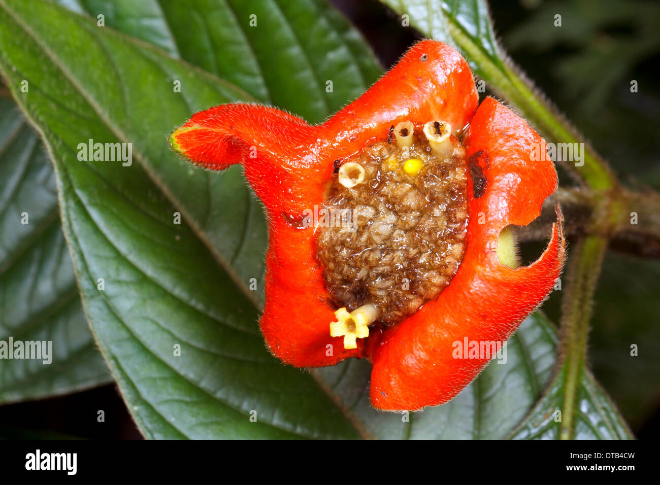 Hot Lips Plant Salvia X Jamensis 'Hot Lips' Riverside Garden Centre
