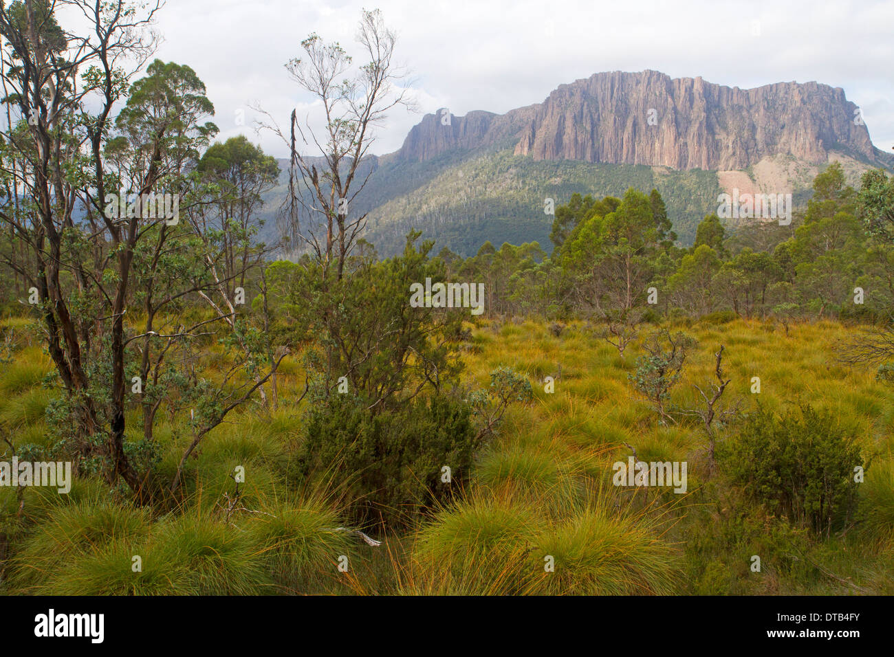 View to Cathedral Mountain from the Overland Track Stock Photo - Alamy