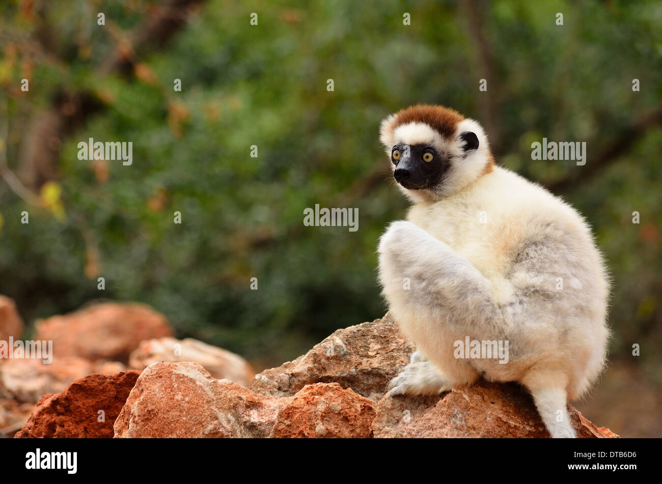 Sifaka madagascar rock hi-res stock photography and images - Alamy