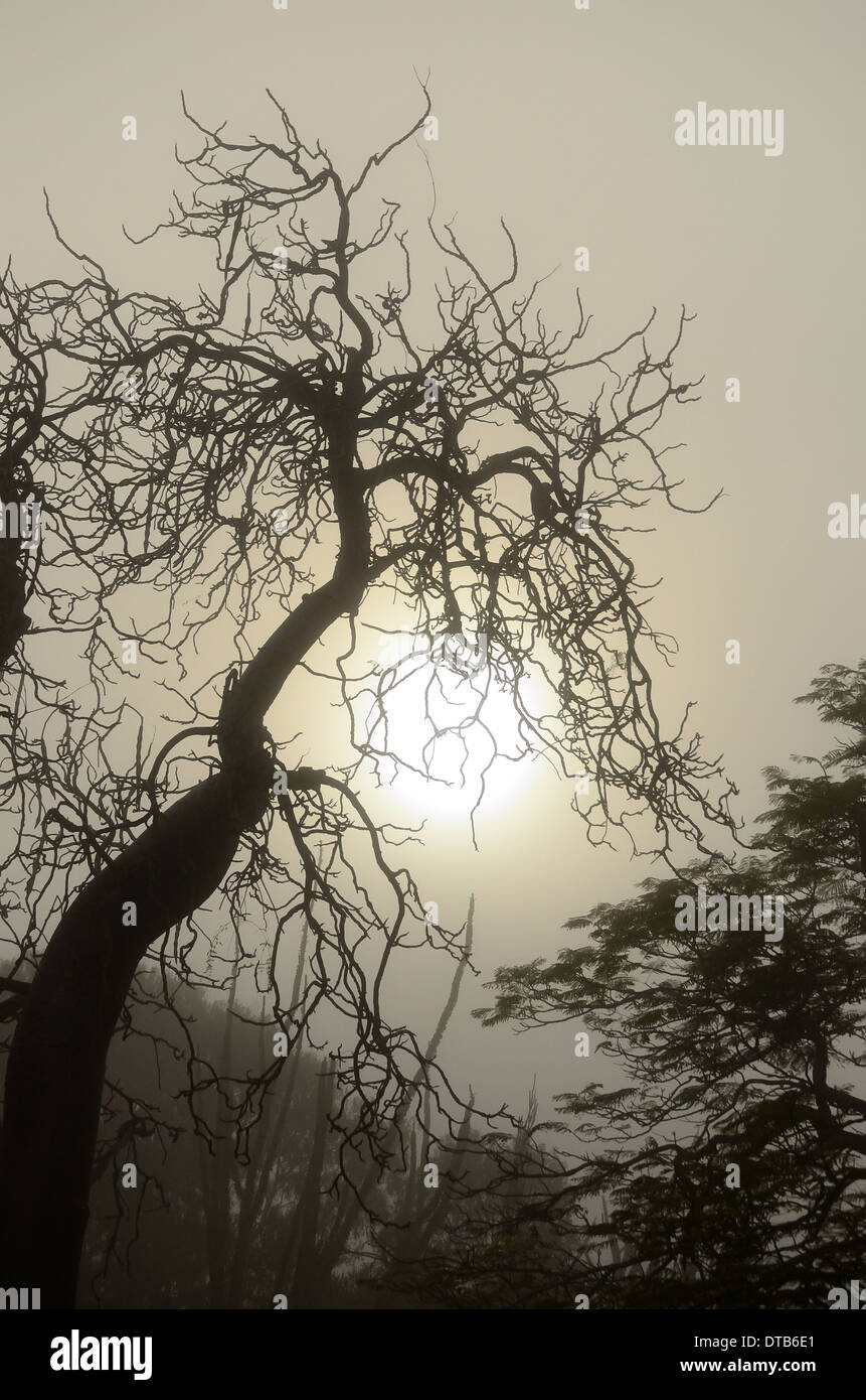 foggy morning with back lighted tree which look like blood vessel ...