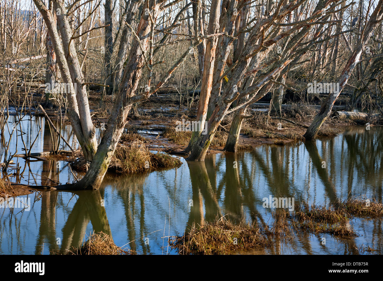 Marshy pond hi-res stock photography and images - Alamy