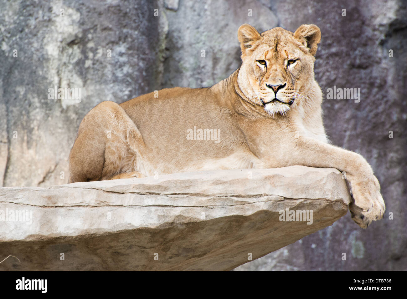 The Proud Lioness Stock Photo - Alamy