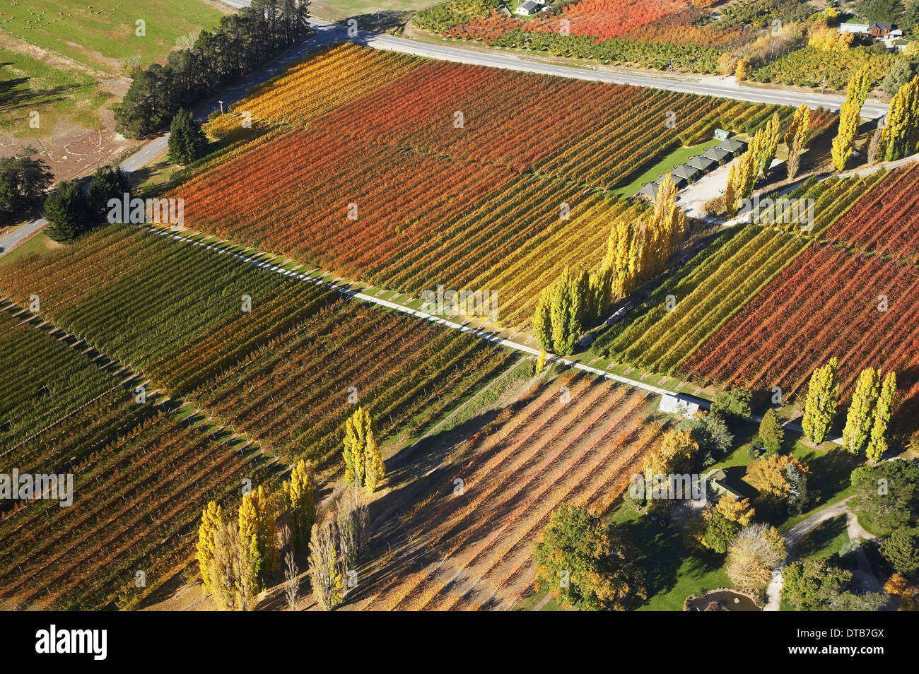 Jackson Orchard, Cromwell, Central Otago, South Island, New Zealand ...
