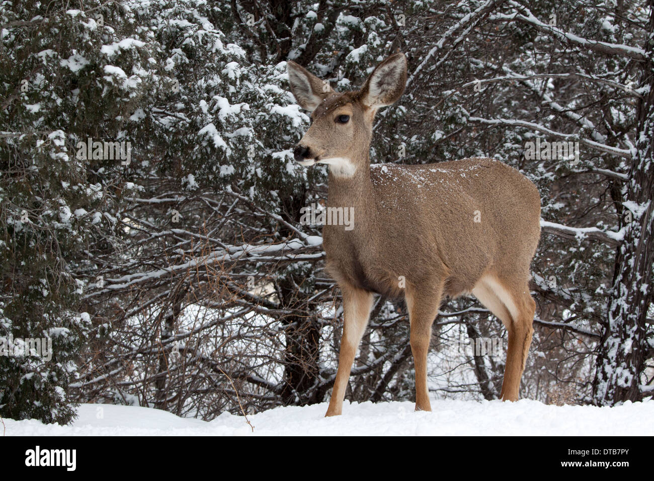 Alert mule deer doe in snow near Colorado Springs, Colorado Stock Photo ...