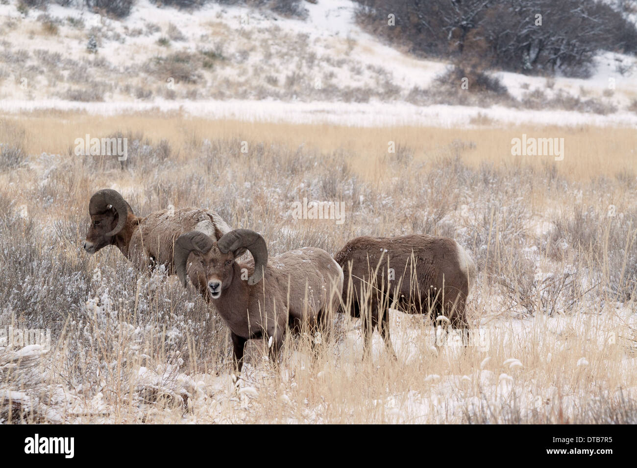 Group Of Rams High Resolution Stock Photography and Images - Alamy