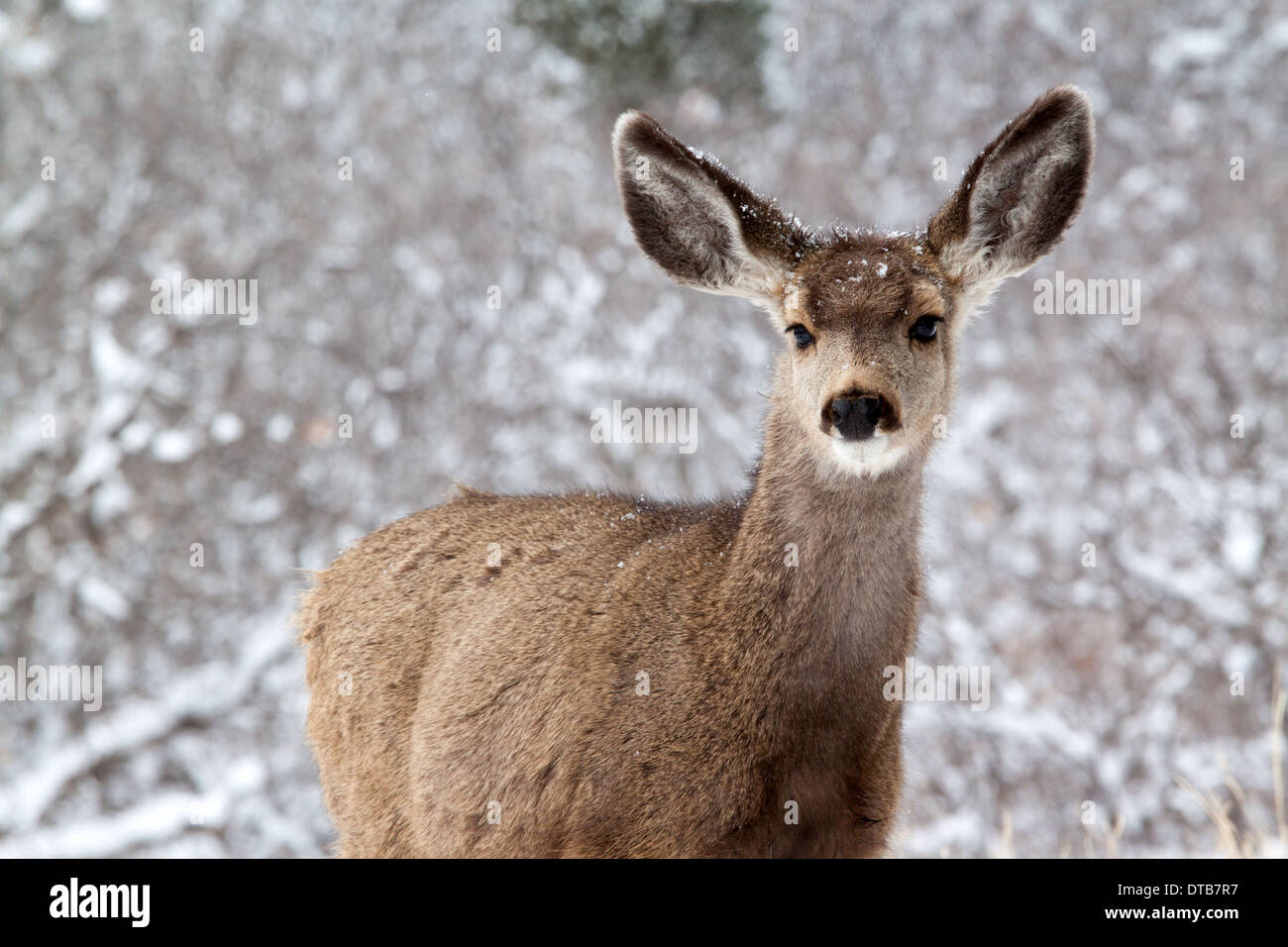 Alert young mule deer in winter Stock Photo - Alamy