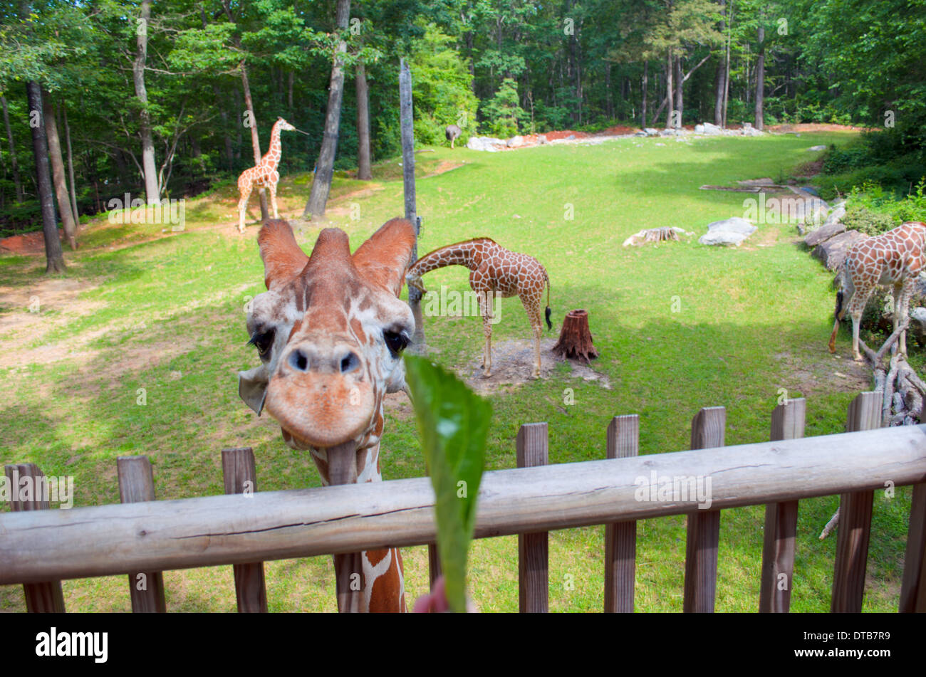Feeding a giraffe a leaf by hand Stock Photo - Alamy