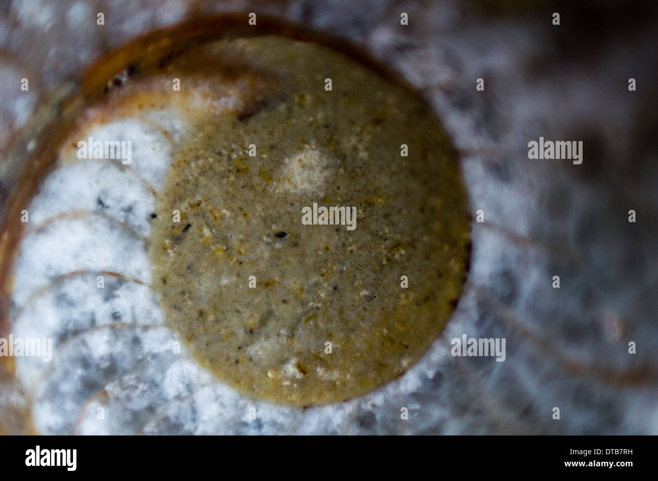 Ammonite shell fossil spiral close up Stock Photo - Alamy