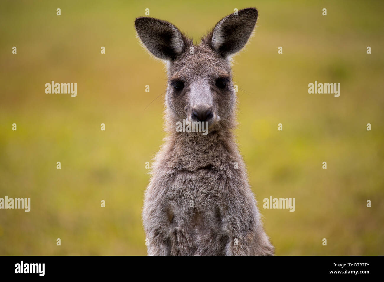 Australian bush creatures hi-res stock photography and images - Alamy