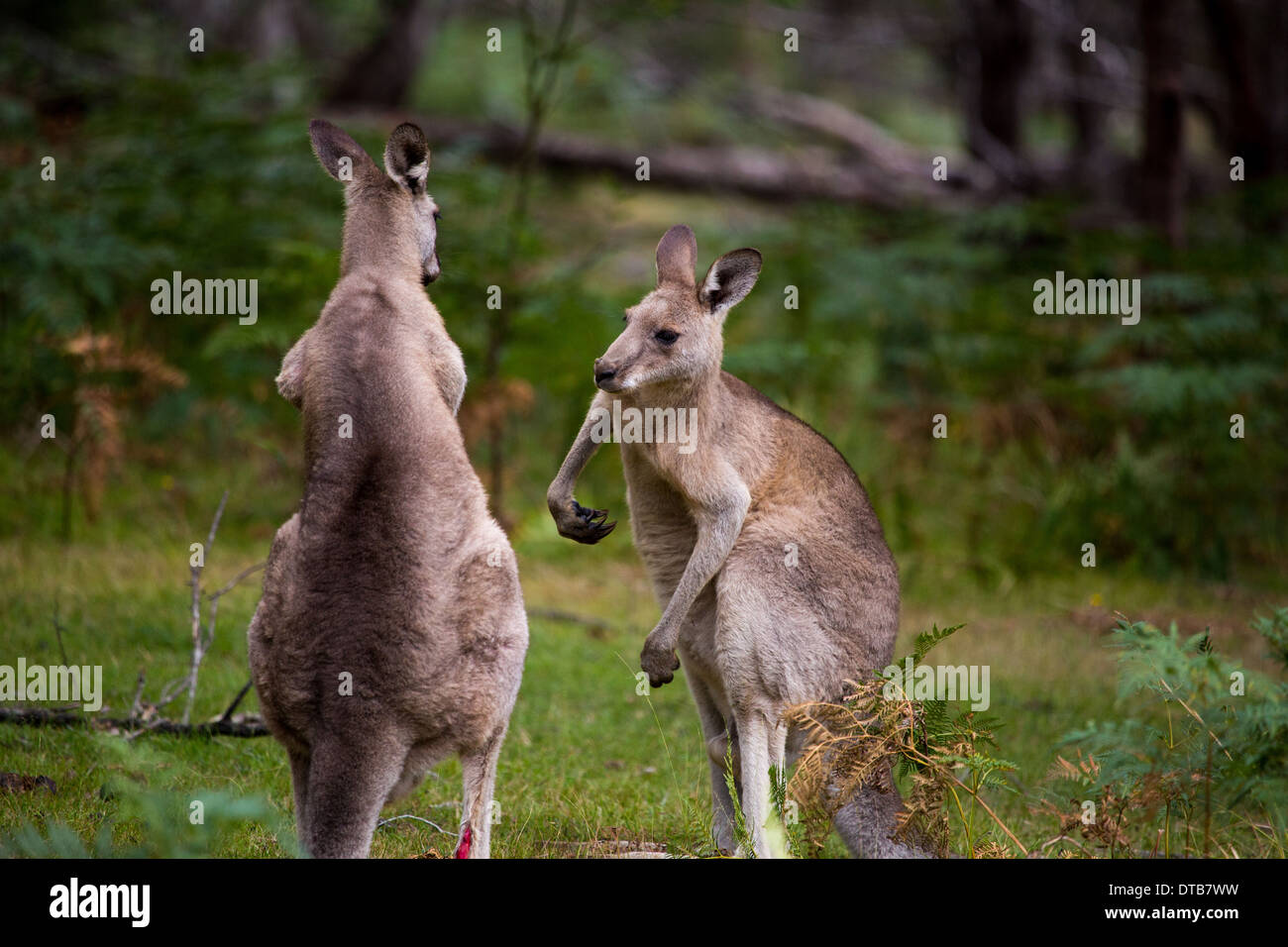 Australia Wild Life Stock Photo - Alamy