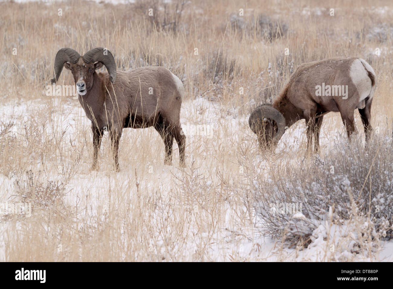 Bighorn rams hi-res stock photography and images - Alamy