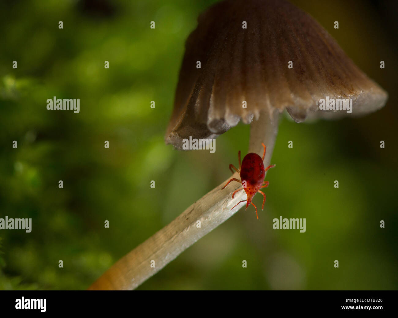 Elkton, Oregon, USA. 13th Feb, 2014. A spider mite climbs on the stem ...