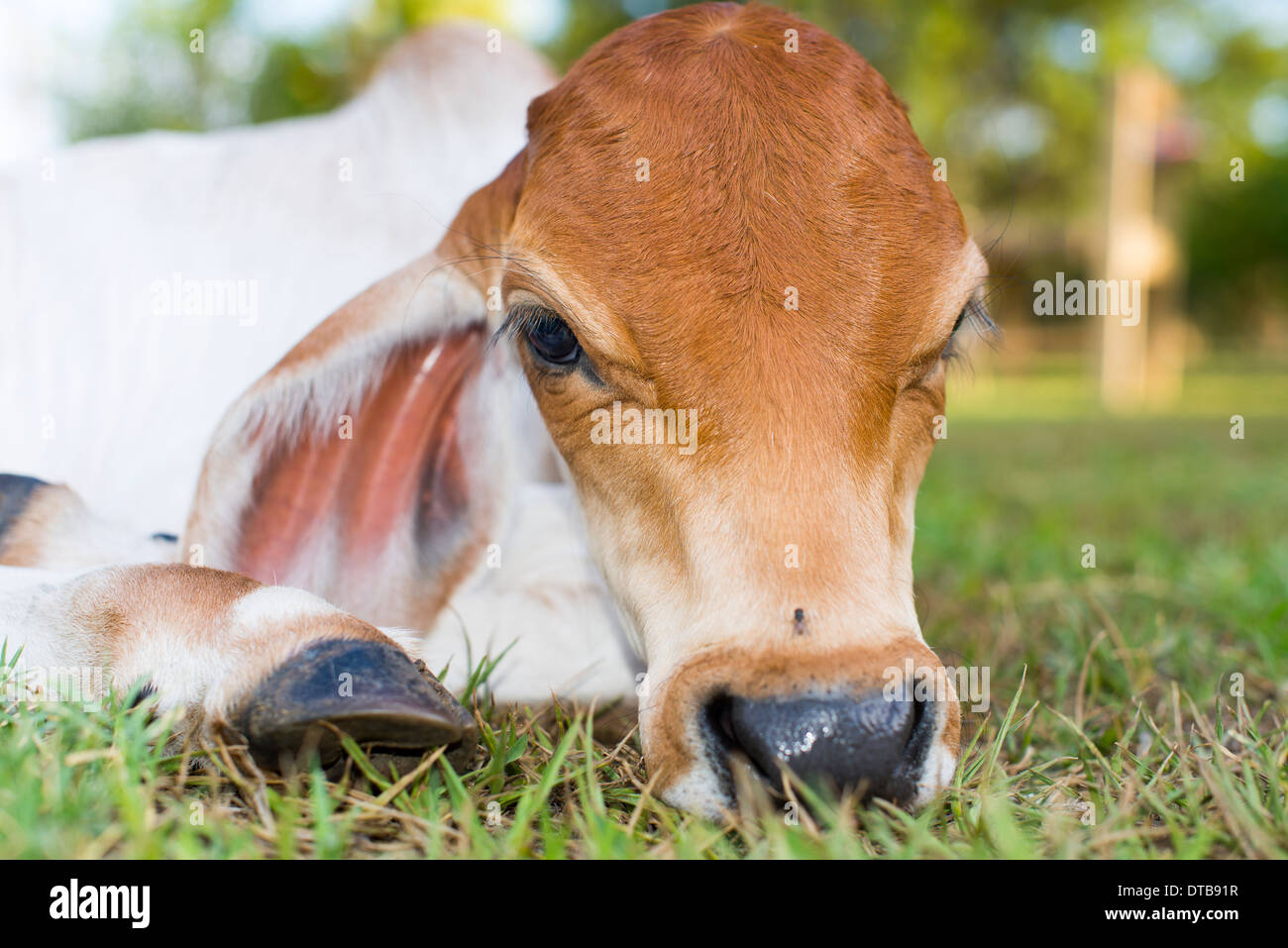 Poddy calf living conditions hi-res stock photography and images - Alamy