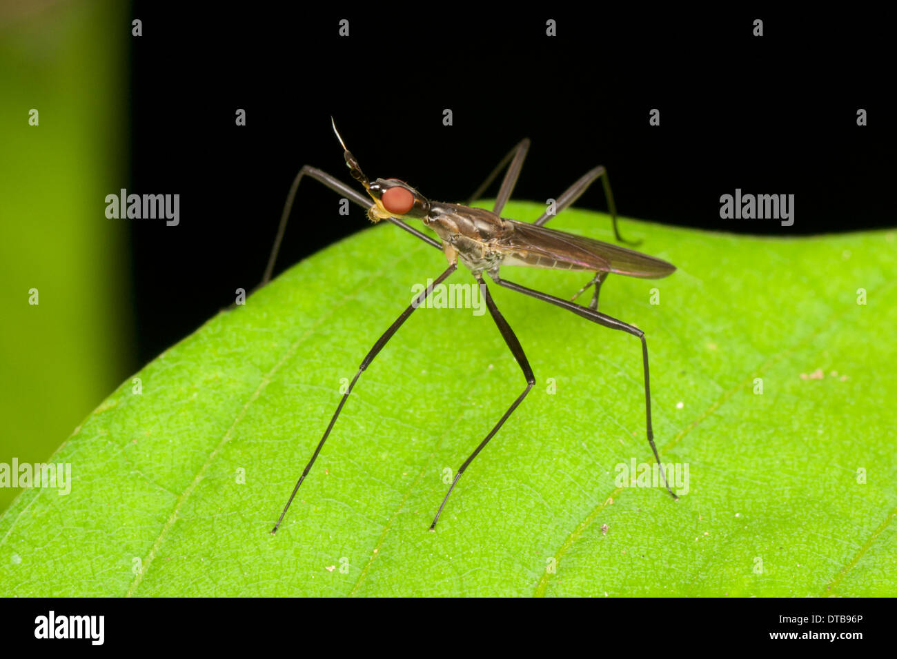 Neriidae is a family of true flies (Diptera) commonly known as banana ...