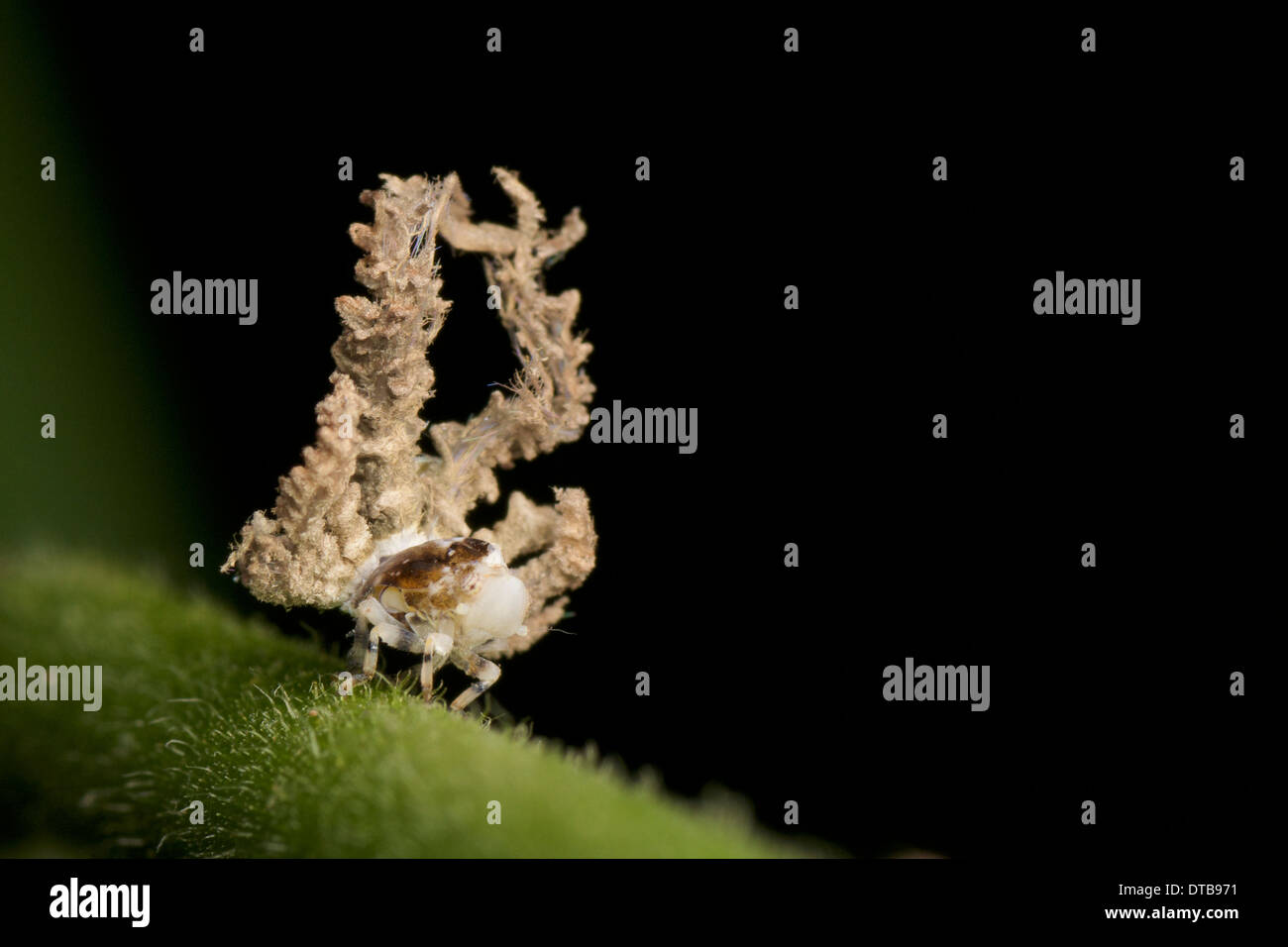 Fulgoridae planthopper hi-res stock photography and images - Alamy