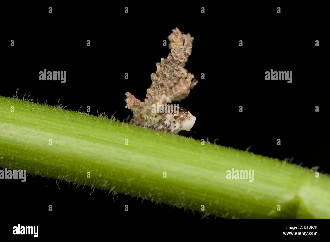 A Planthopper in the family Fulgoridae, and it is an immature nymph ...