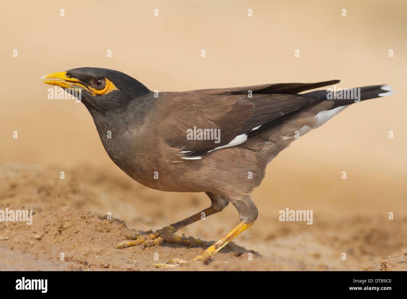 Common Myna (acridotheres tristis Stock Photo - Alamy