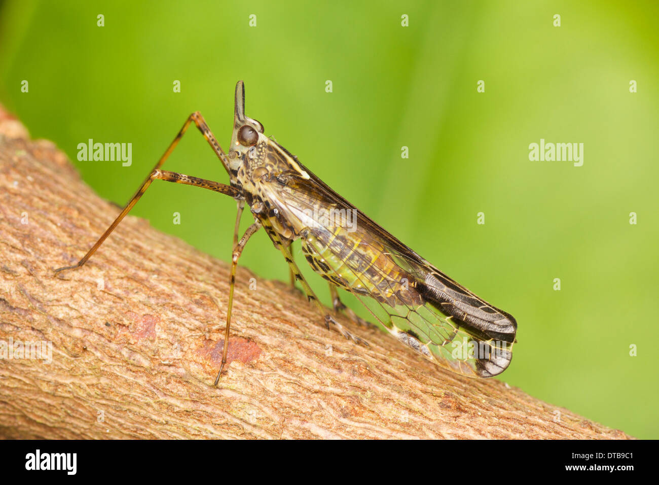 Planthopper fulgoroidea hi-res stock photography and images - Alamy