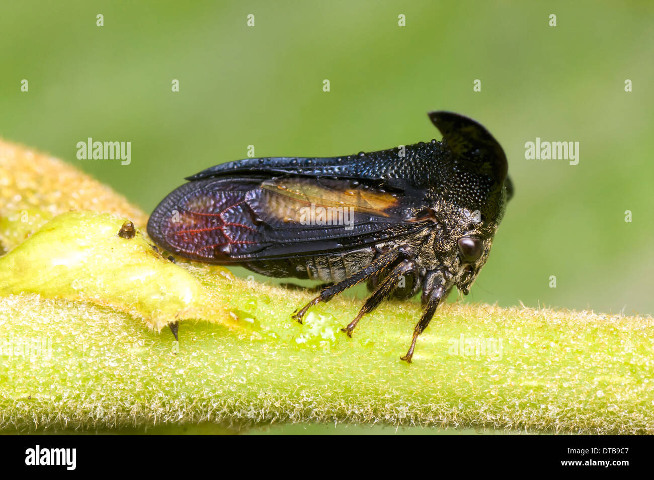 Treehoppers hi-res stock photography and images - Alamy