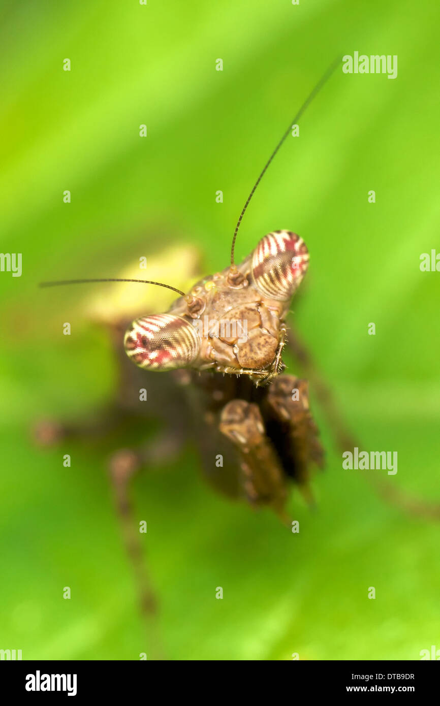 Face of the Acromantis gestri, common name Sumatran Acromantis or ...