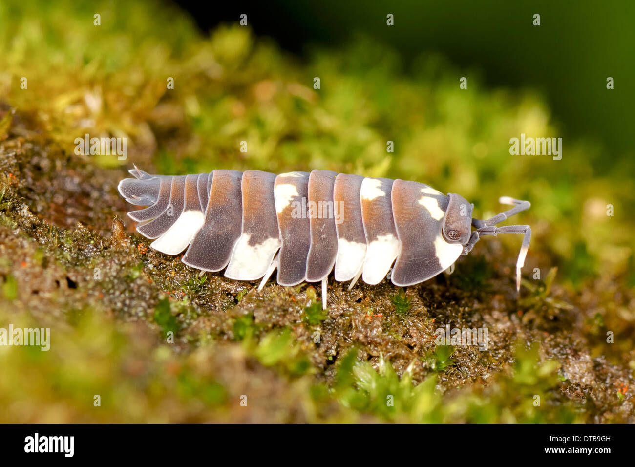 Woodlice Wood High Resolution Stock Photography and Images - Alamy