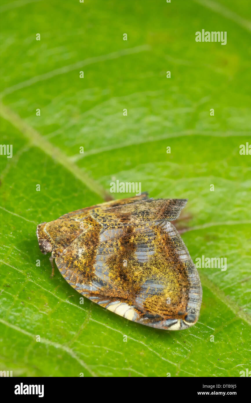 Planthopper (Ricaniidae). The family Ricaniidae is a group of ...