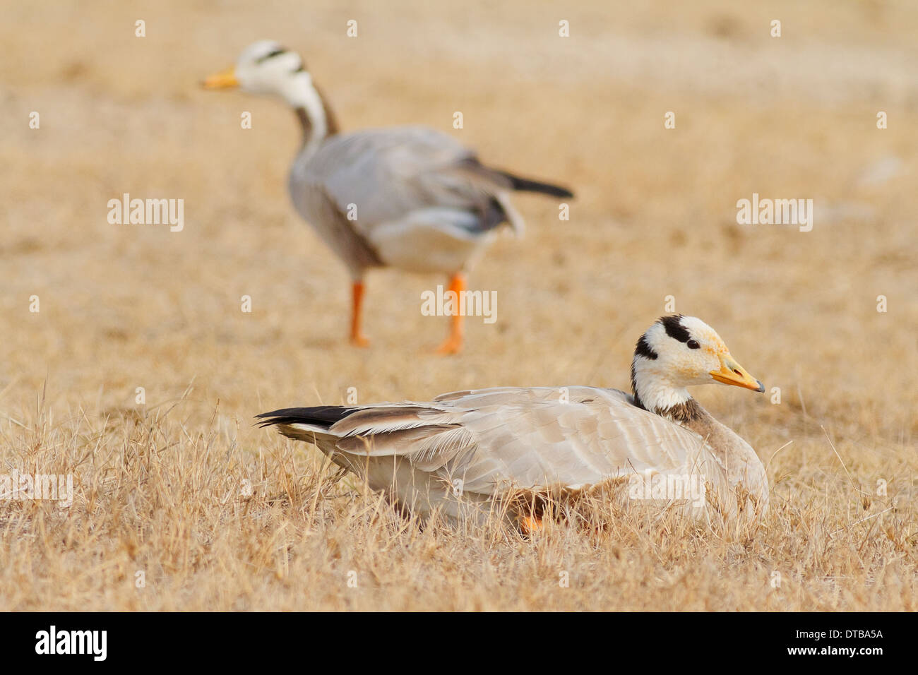 Bar-headed Goose (Anser indicus) near Taal Chhappar wildlife sanctuary ...