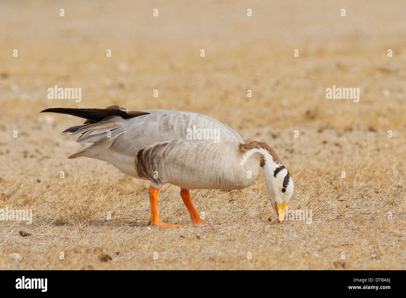 Bar-headed Goose (Anser indicus) near Taal Chhappar wildlife sanctuary ...