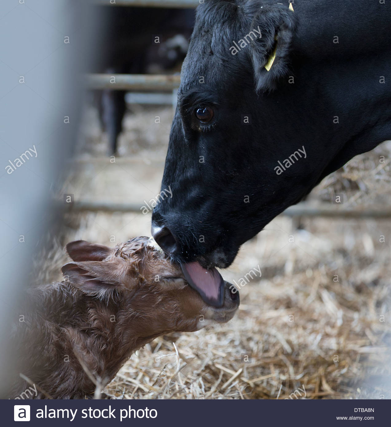 Cow Licking Calf Stock Photos & Cow Licking Calf Stock Images - Alamy