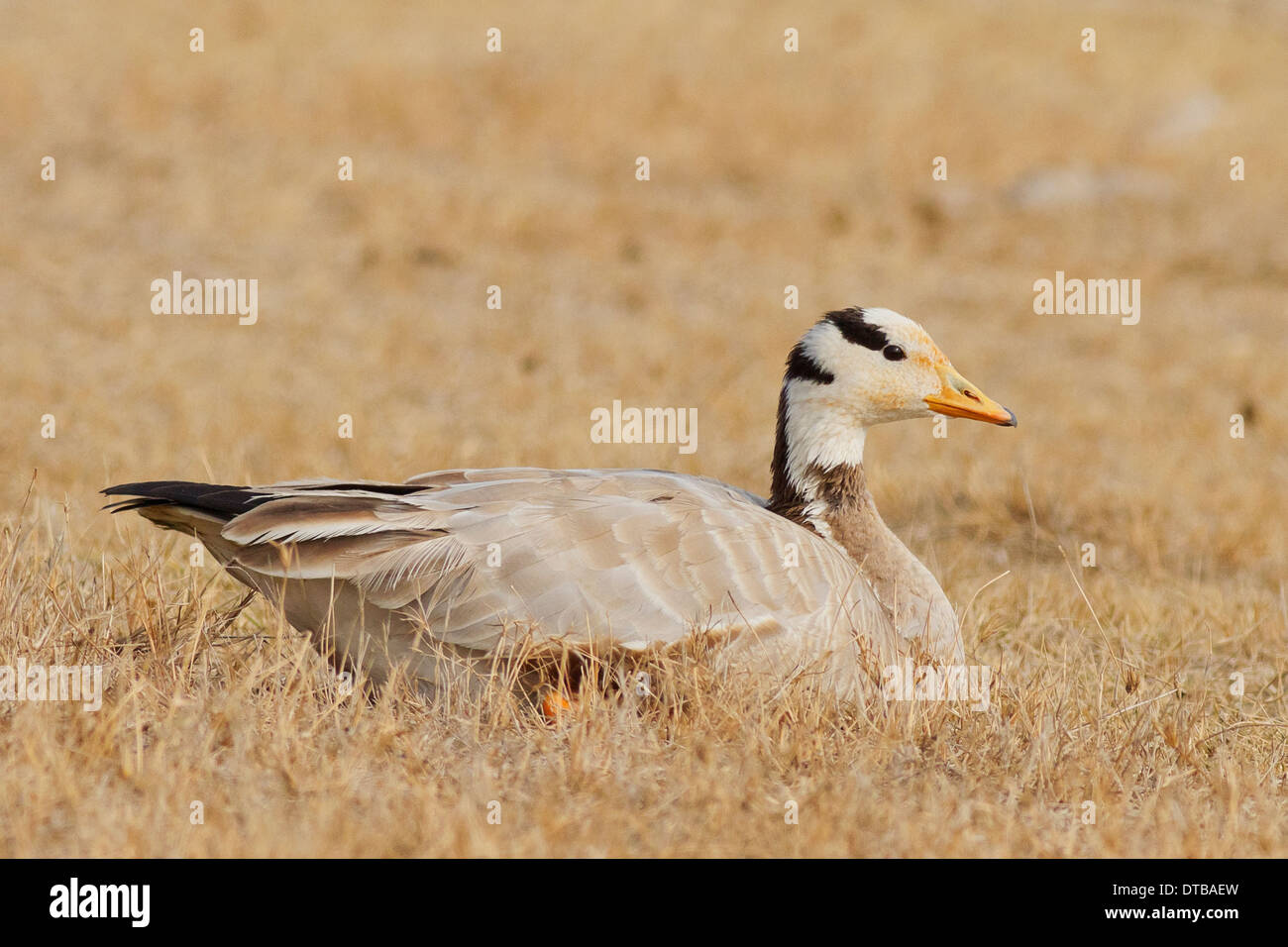 Bar-headed Goose (Anser indicus) near Taal Chhappar wildlife sanctuary ...
