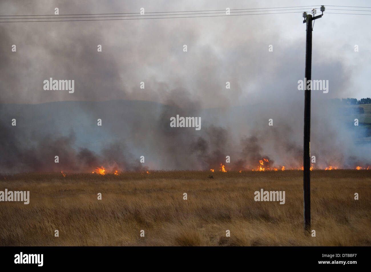 Borth bog marsh fire flames wetlands cors fochno hi-res stock ...