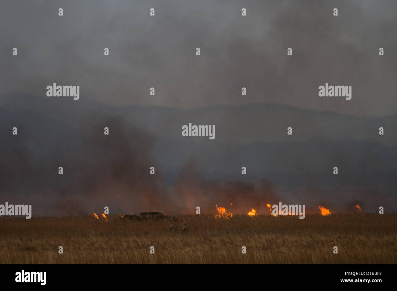 Borth bog marsh fire flames wetlands cors fochno hi-res stock ...