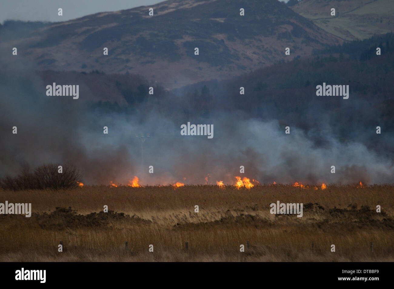 Borth bog marsh fire flames wetlands cors fochno hi-res stock ...