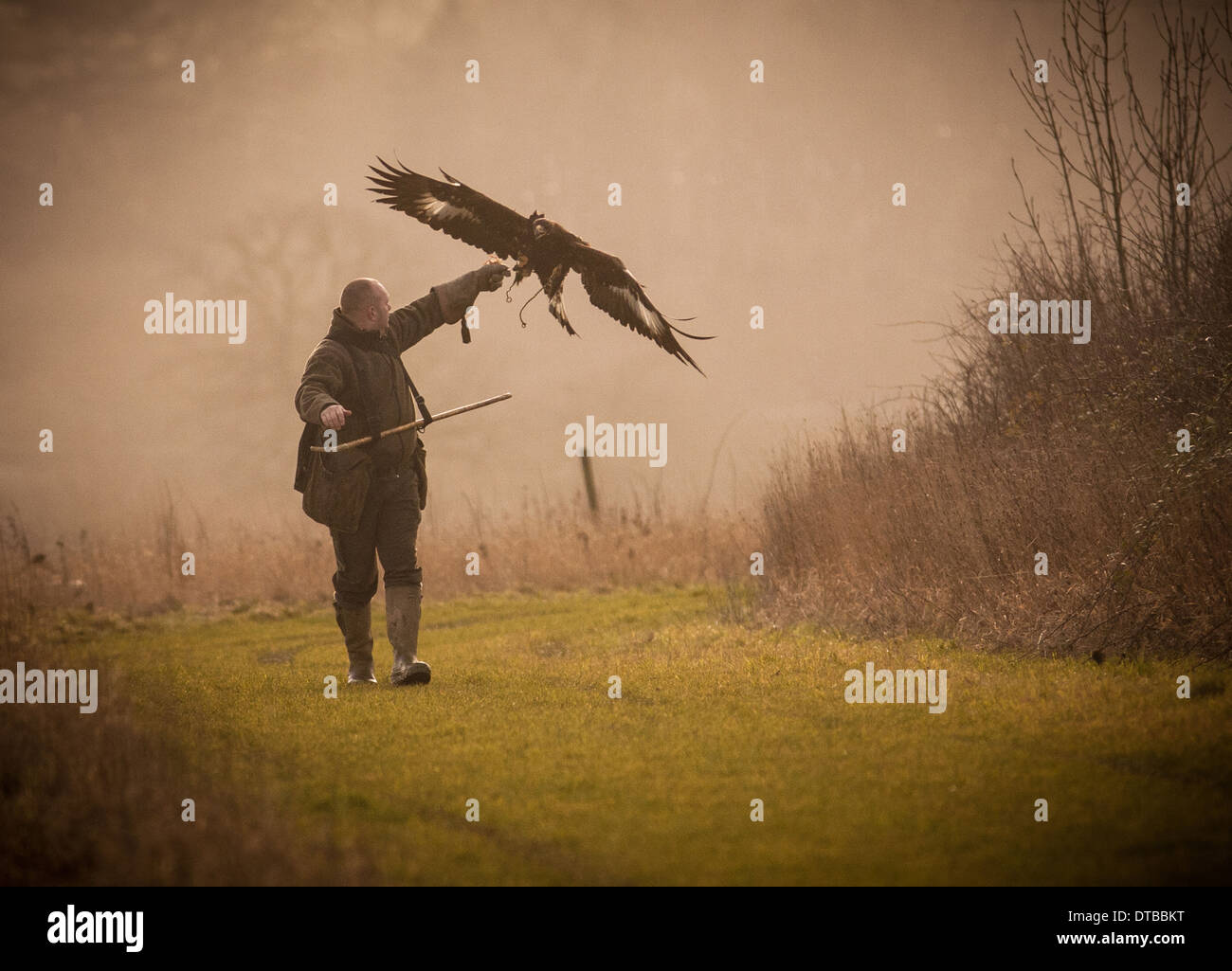Golden eagle uk flight hi-res stock photography and images - Alamy