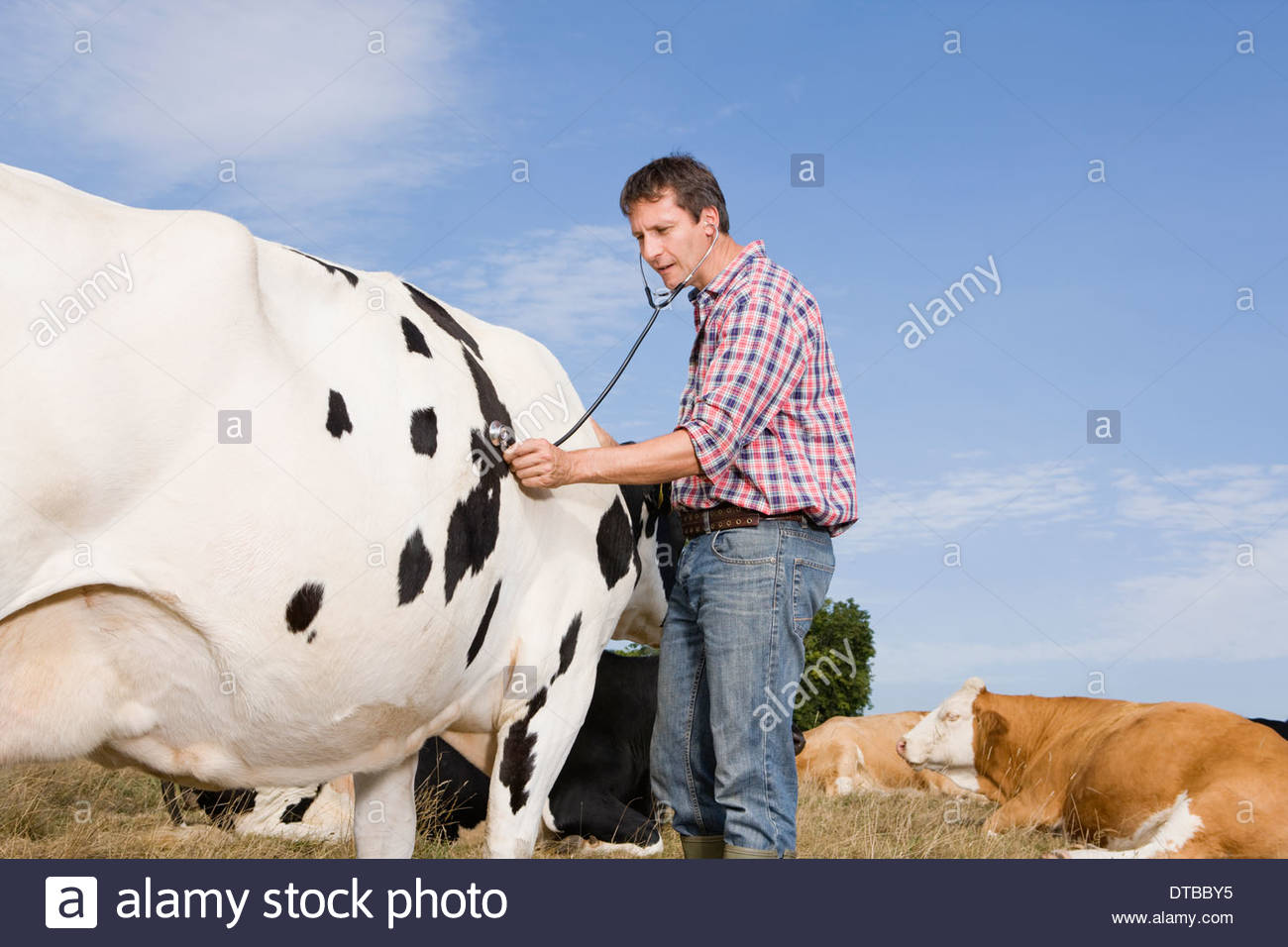 Veterinary Examination Cow Stock Photos & Veterinary Examination Cow ...