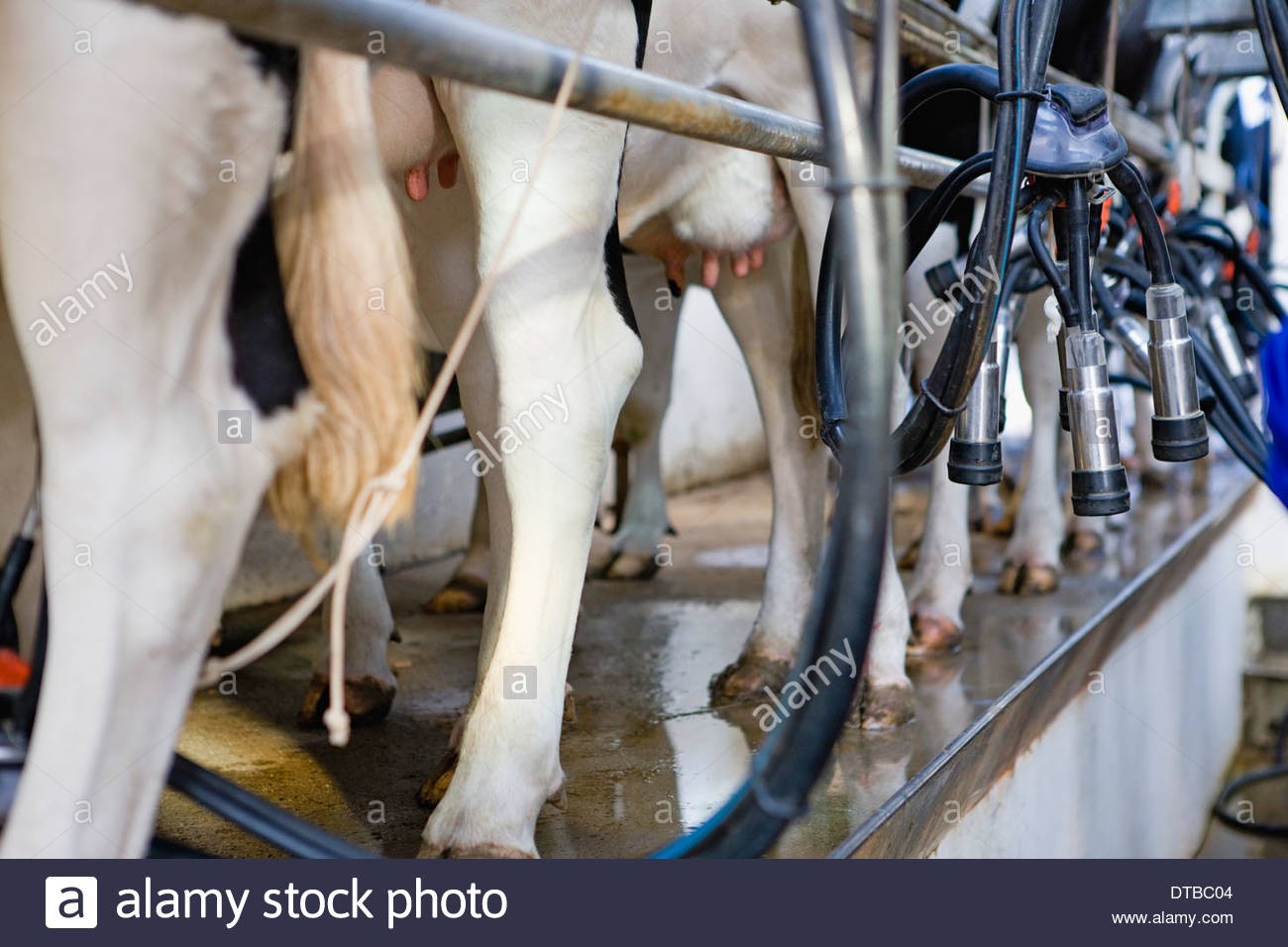 Milking The Cows Stock Photos & Milking The Cows Stock Images - Alamy