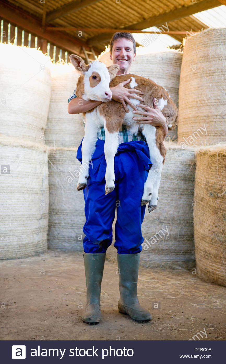 Calf Rearing Stock Photos & Calf Rearing Stock Images - Alamy