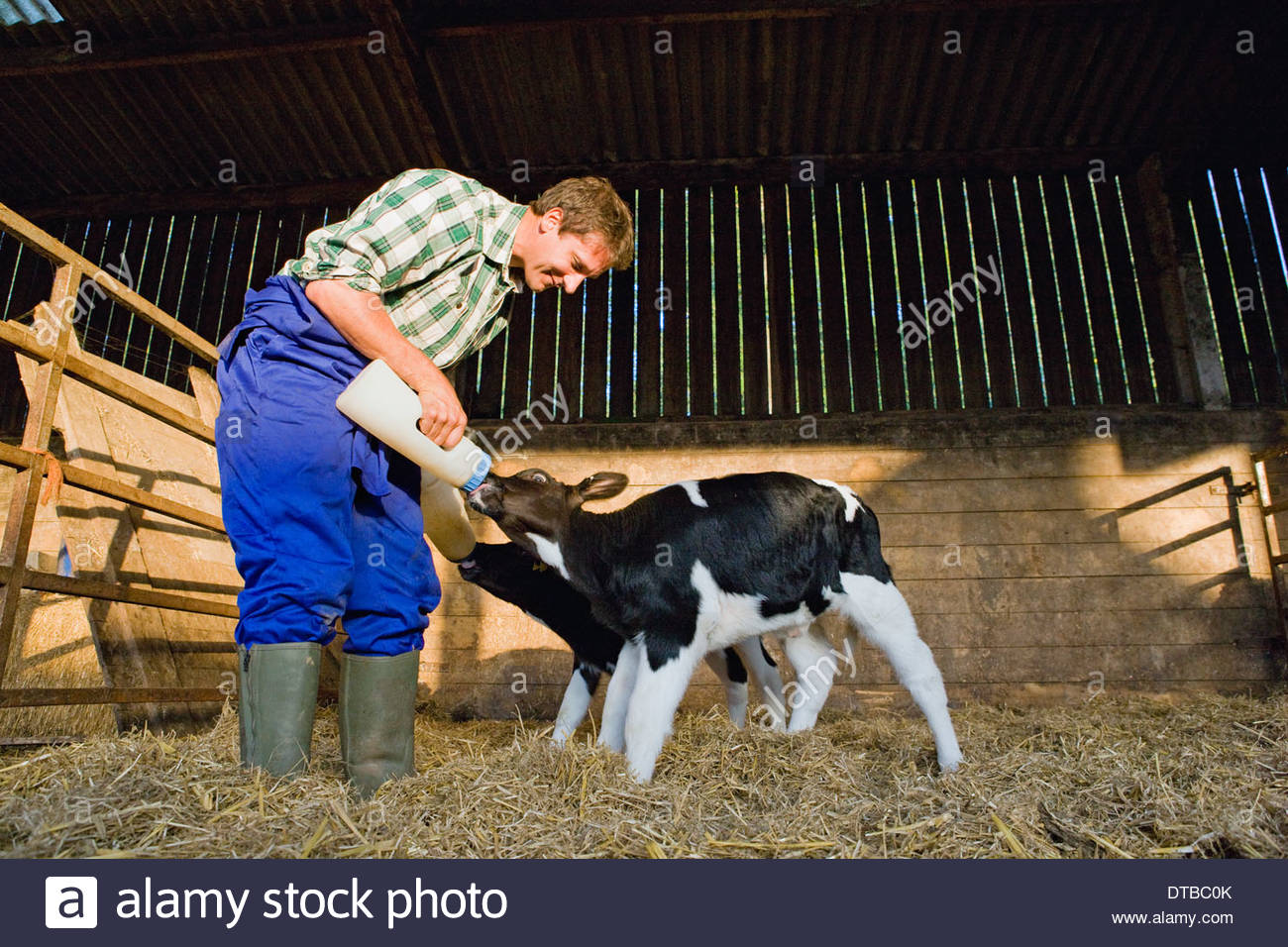 Calf Rearing Stock Photos & Calf Rearing Stock Images - Alamy