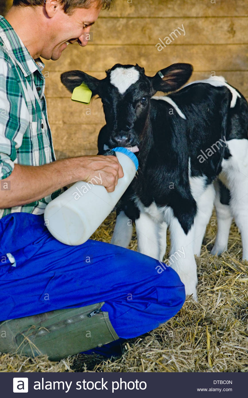 Calf Rearing Stock Photos & Calf Rearing Stock Images - Alamy