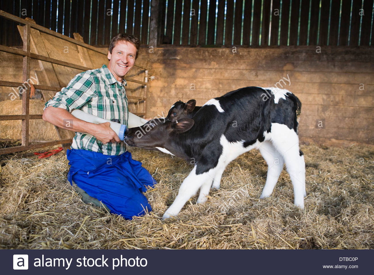 Calf Rearing Stock Photos & Calf Rearing Stock Images - Alamy