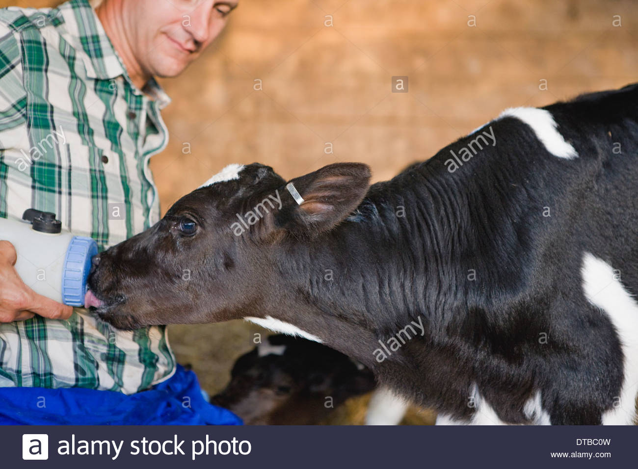 Calf Rearing Stock Photos & Calf Rearing Stock Images - Alamy