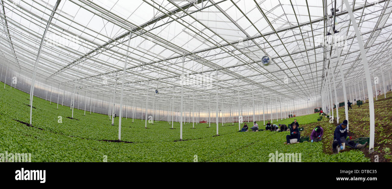 Aach, Germany. 13th Feb, 2014. Helpers harvest radishes in an organic ...