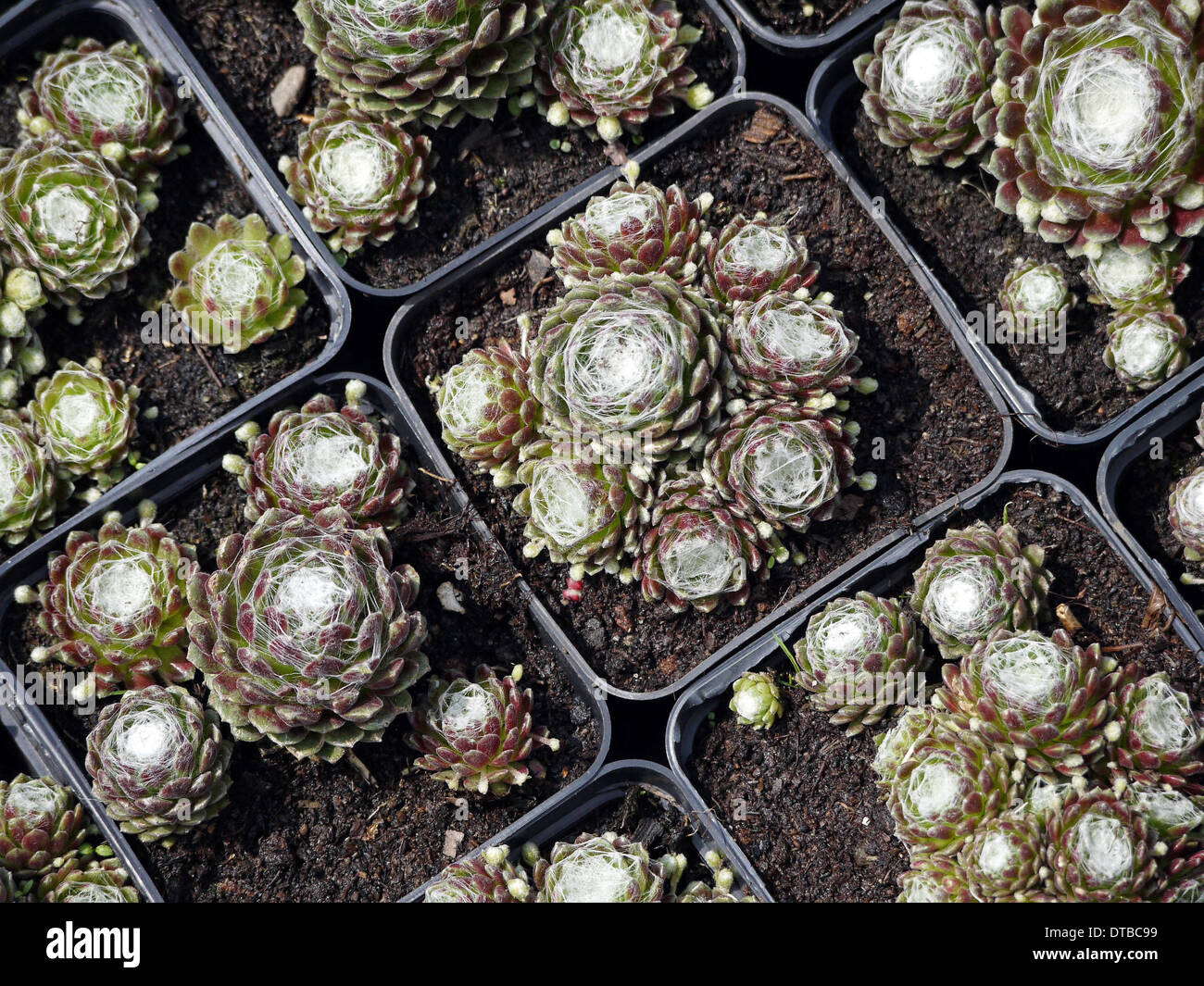 Sengreen hi-res stock photography and images - Alamy